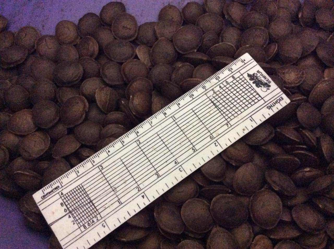 Roasted Sacha Inchi Nuts - ชาโลม เฮลท์